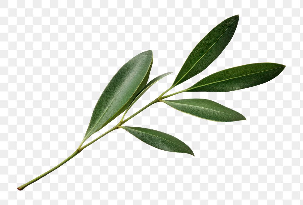 PNG Decorative olive leaf branch. | Premium PNG - rawpixel