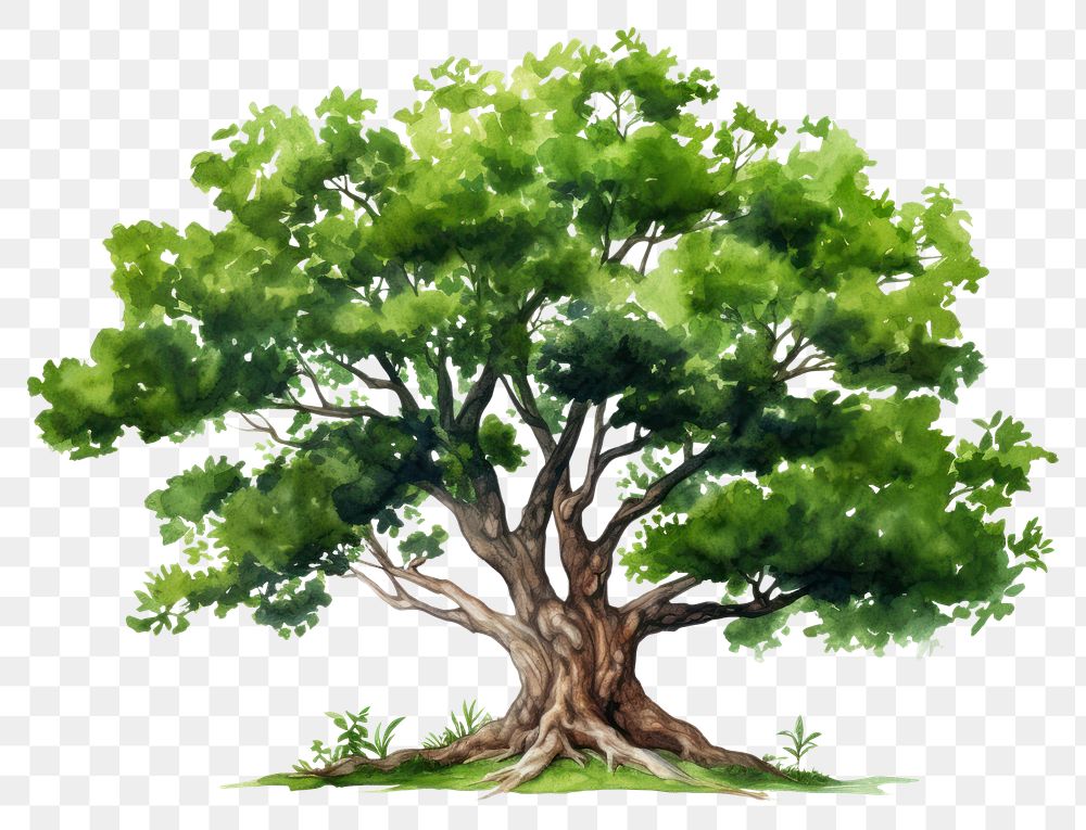 PNG growing tree plant white | Free PNG - rawpixel