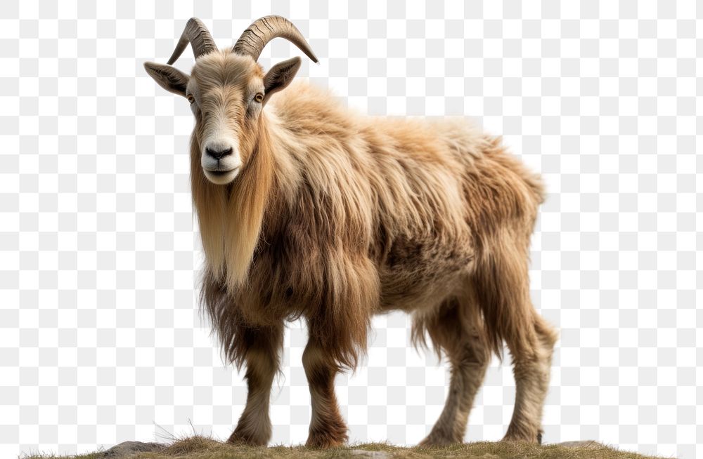 PNG Mountain goat livestock wildlife | Free PNG - rawpixel