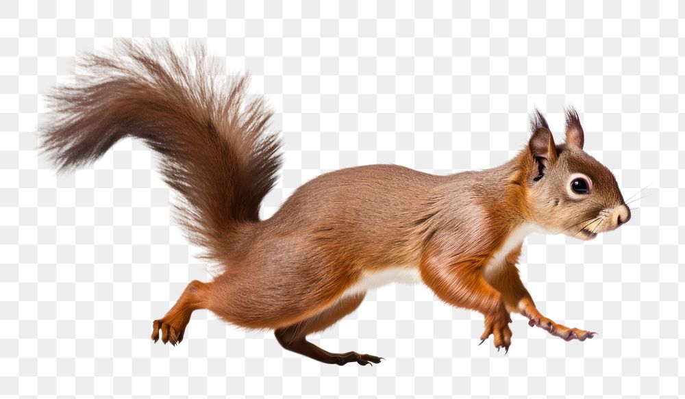 PNG Squirrel running animal mammal | Premium PNG - rawpixel