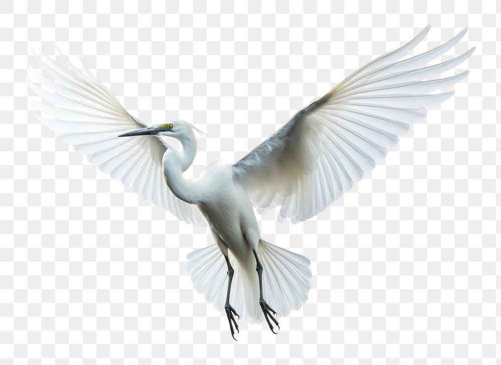 PNG Egret Fly animal flying | Premium PNG - rawpixel