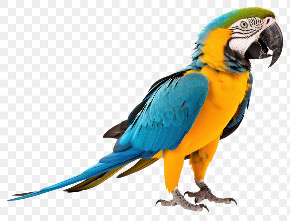 PNG Animal parrot yellow macaw. | Free PNG - rawpixel
