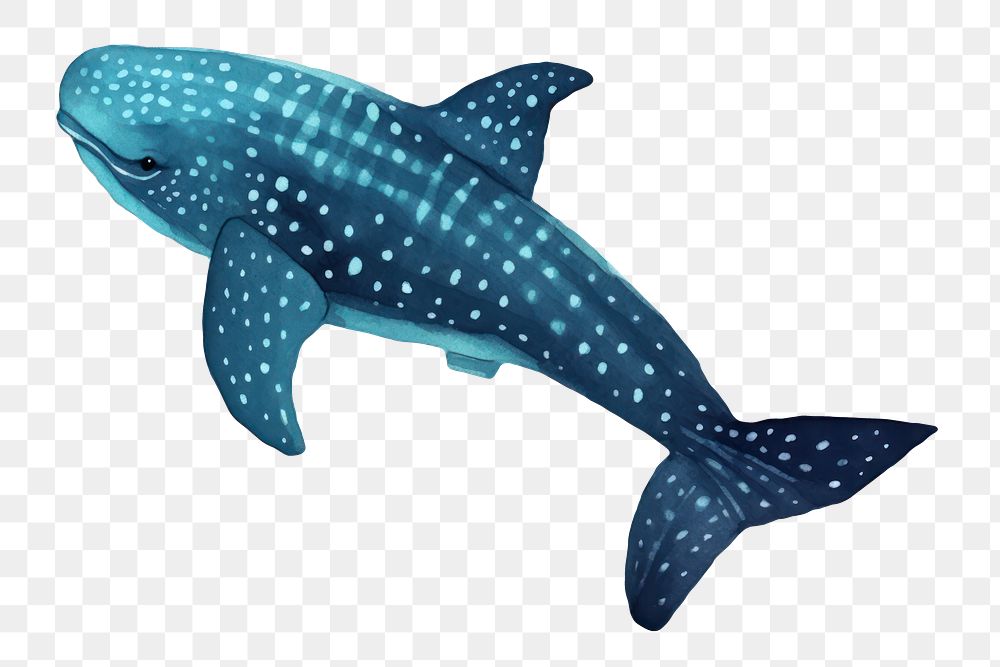 PNG Top-view Whale Shark whale | Free PNG - rawpixel