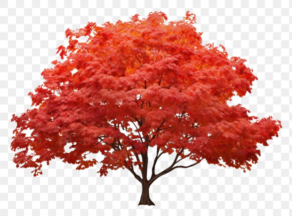 PNG Maple maple tree plant. | Premium PNG - rawpixel