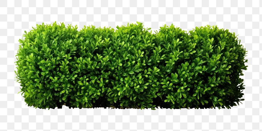 PNG Boxwood shrubs plant hedge | Premium PNG - rawpixel