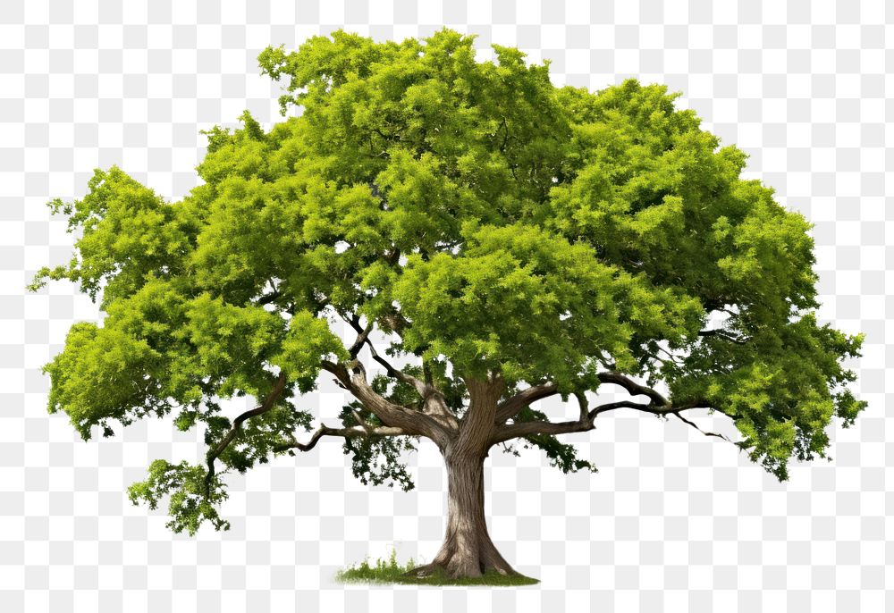 PNG Tree nature plant tranquility. | Free PNG - rawpixel