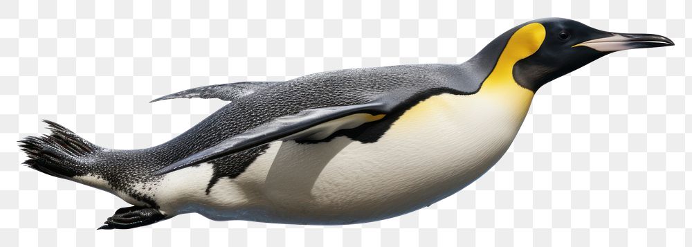 PNG Emperor penguin swimming animal | Premium PNG - rawpixel