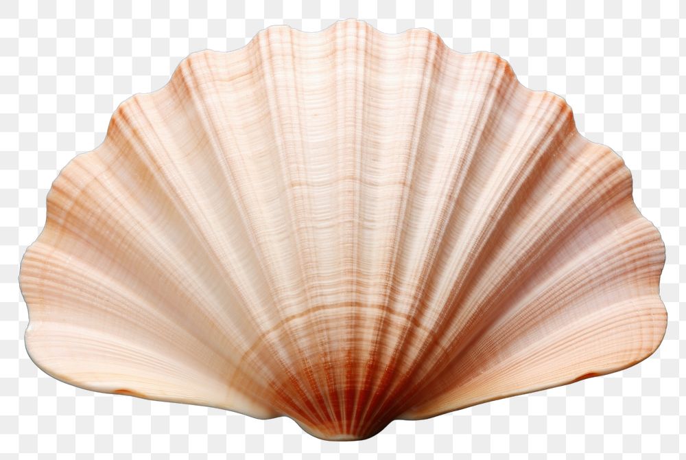 PNG Shell clam invertebrate seashell | Premium PNG - rawpixel