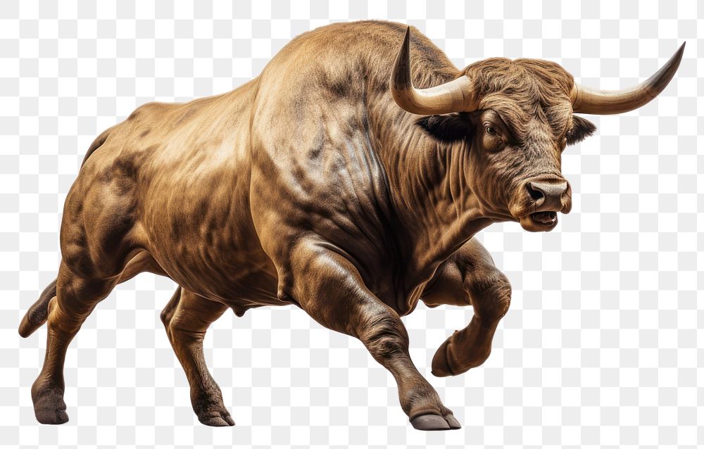 PNG Bull livestock wildlife buffalo. | Free PNG - rawpixel