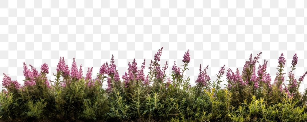 PNG North American wild bush | Premium PNG - rawpixel