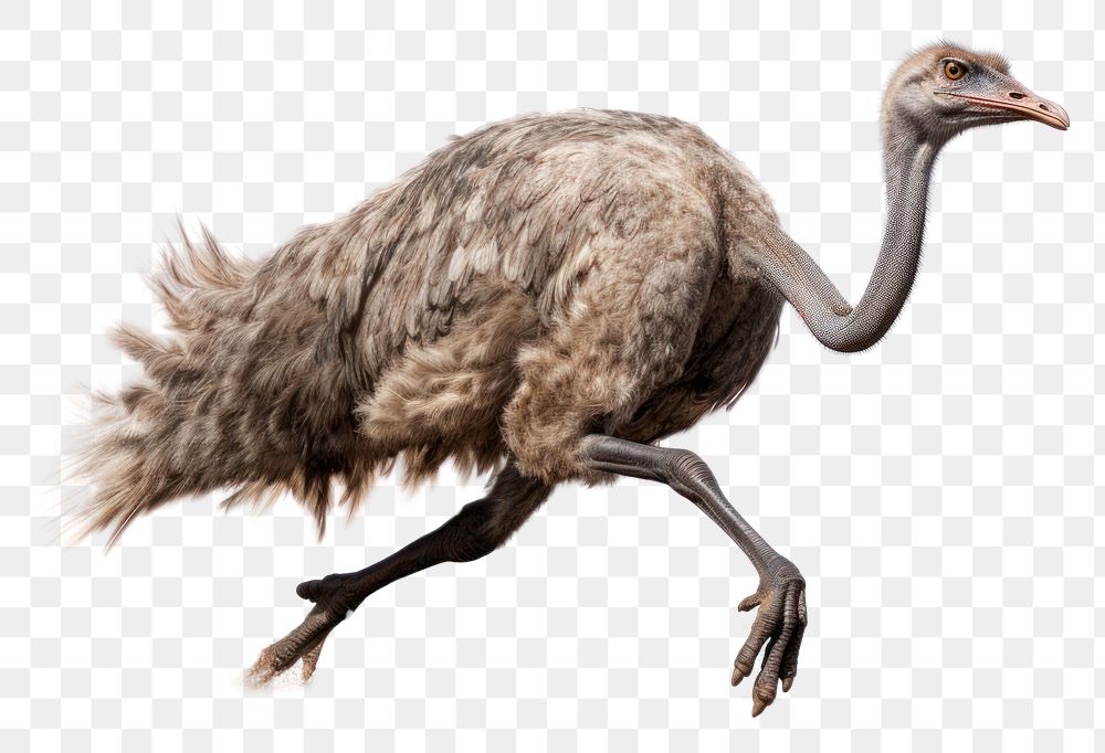 PNG Ostrich run animal bird | Free PNG - rawpixel