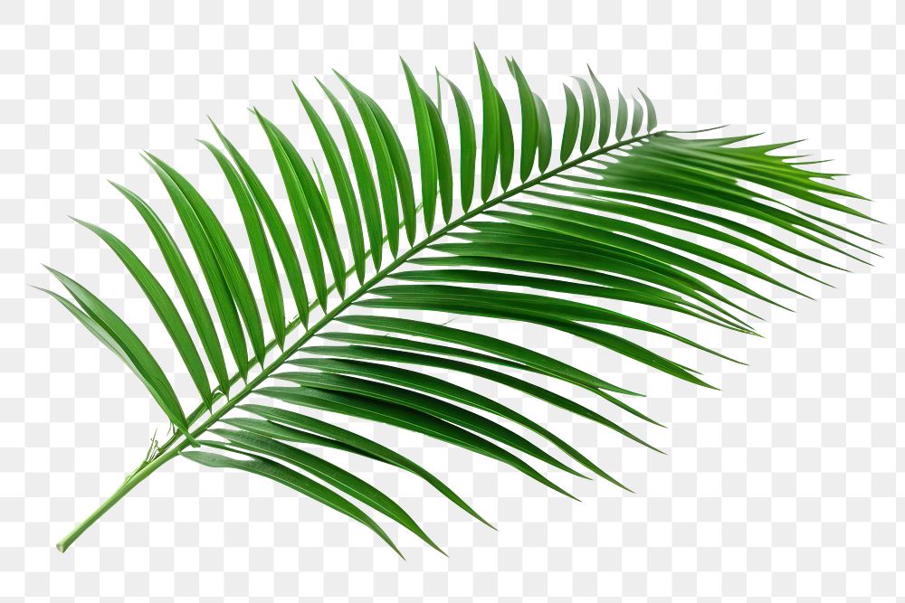 PNG Tropical plants leaf tree | Premium PNG - rawpixel