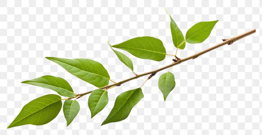 PNG Tree branch plant herbs. | Premium PNG - rawpixel