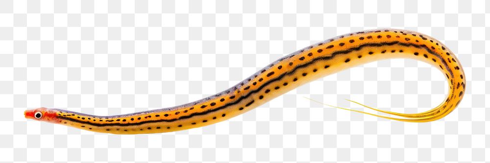 PNG Banded pipefish animal reptile. | Free PNG - rawpixel