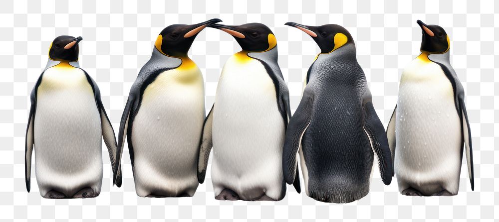 PNG Penguin animal bird wildlife. | Free PNG - rawpixel