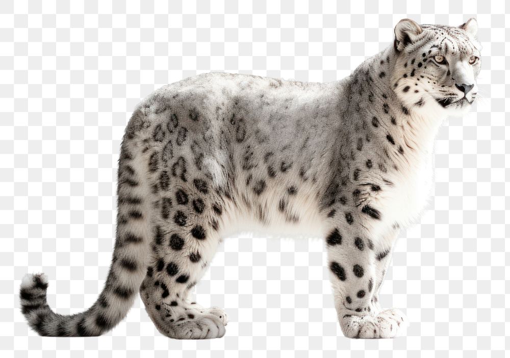 PNG Snow leopard wildlife cheetah | Premium PNG - rawpixel