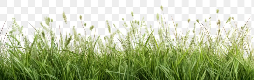 PNG Grass meadow backgrounds grassland | Premium PNG - rawpixel