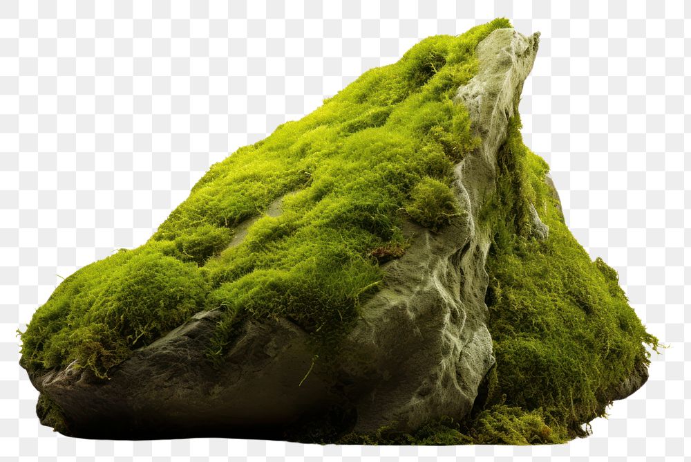 PNG Rock moss rock plant | Premium PNG - rawpixel