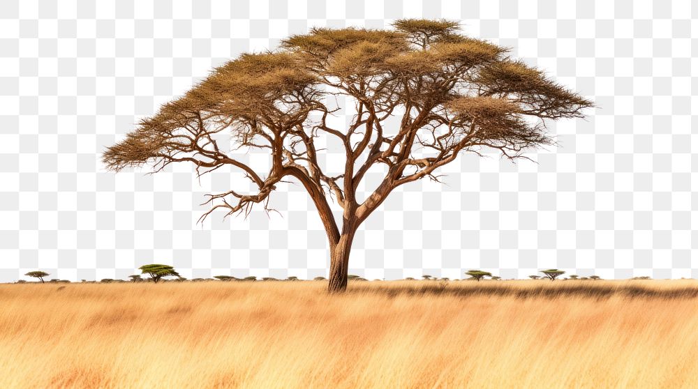 PNG Tree savanna landscape grassland. | Premium PNG - rawpixel