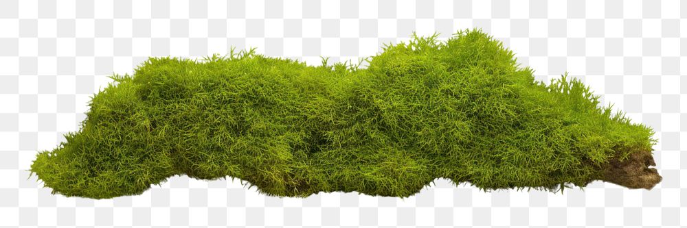 PNG Green moss vegetation plant | Premium PNG - rawpixel