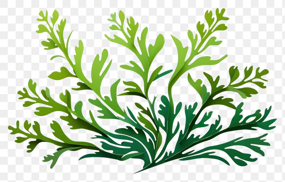 PNG Seaweed parsley plant herbs. | Premium PNG - rawpixel