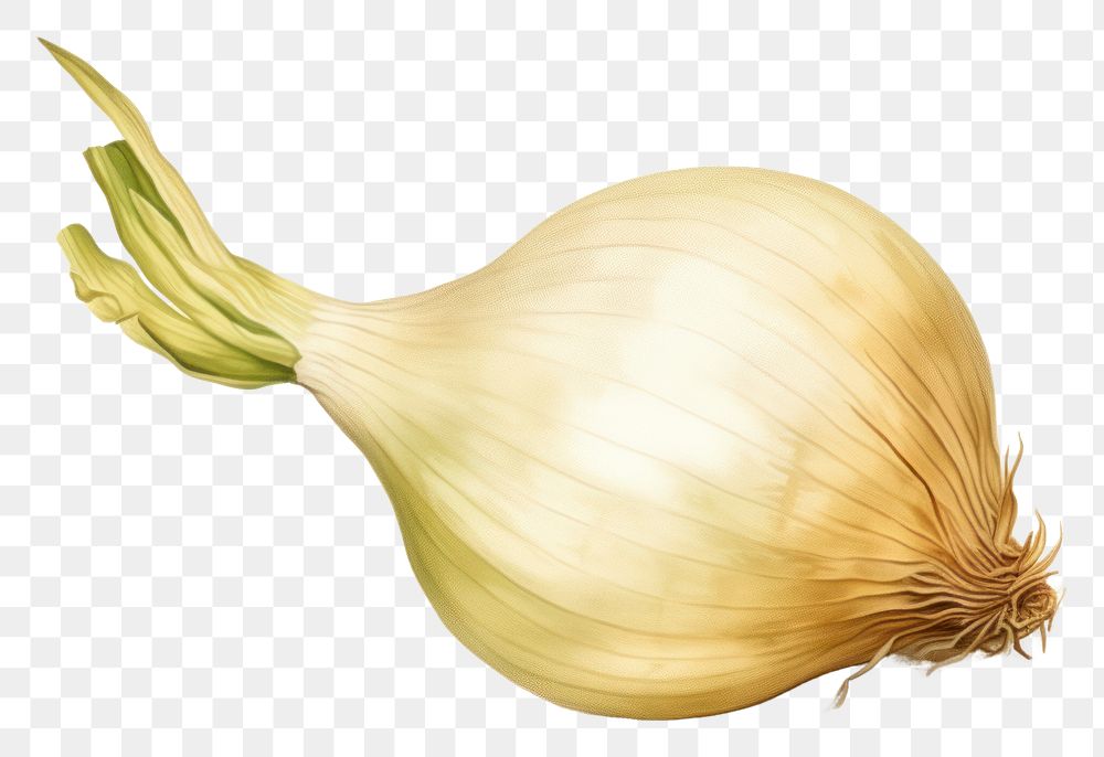 PNG Onion ingredient vintage vegetable | Free PNG - rawpixel