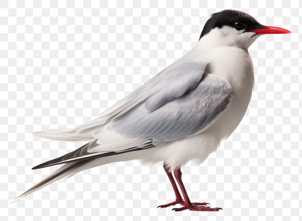 PNG Arctic tern animal white | Free PNG - rawpixel