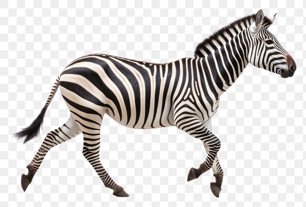 PNG Running zebra wildlife animal | Premium PNG - rawpixel