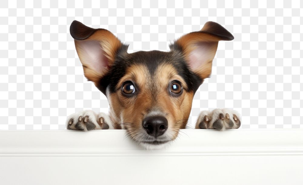 PNG Dog peeking mammal animal | Free PNG - rawpixel