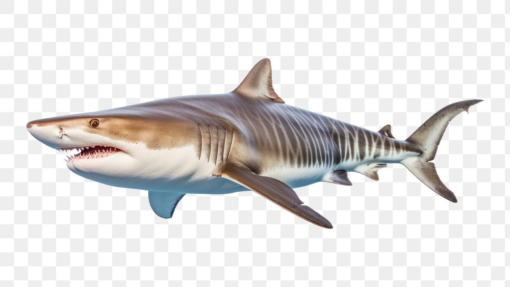 PNG Tiger Shark shark underwater | Free PNG - rawpixel