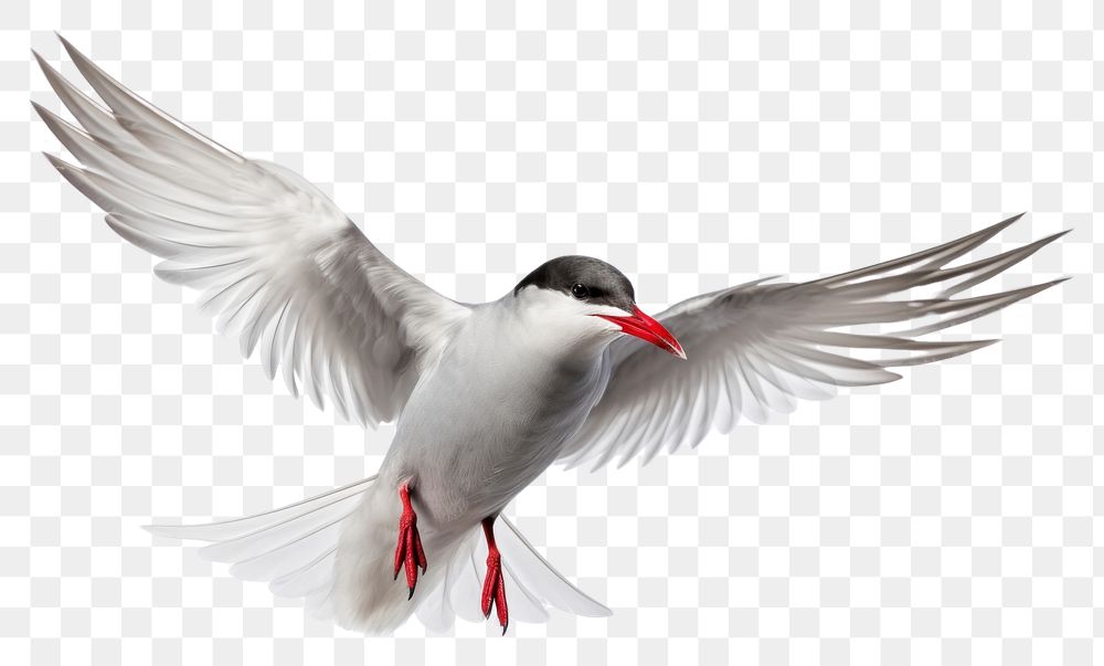 PNG Arctic tern flying animal | Premium PNG - rawpixel