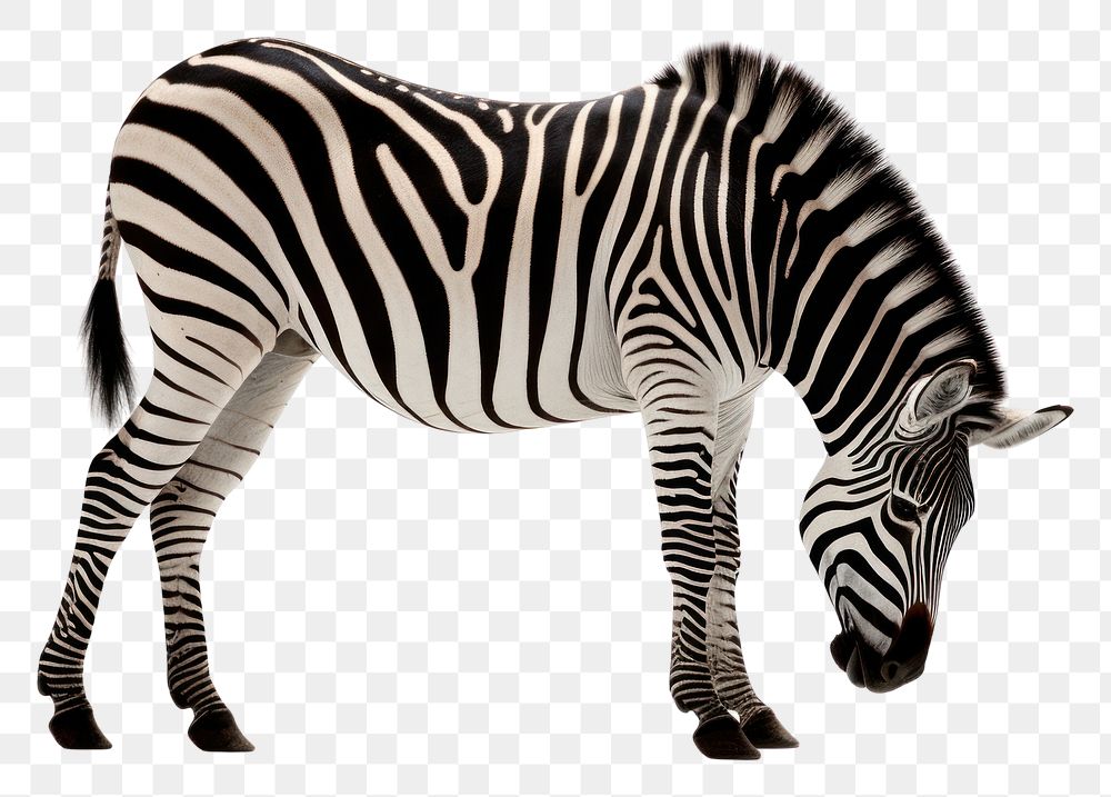 PNG Zebra wildlife animal mammal. | Premium PNG - rawpixel