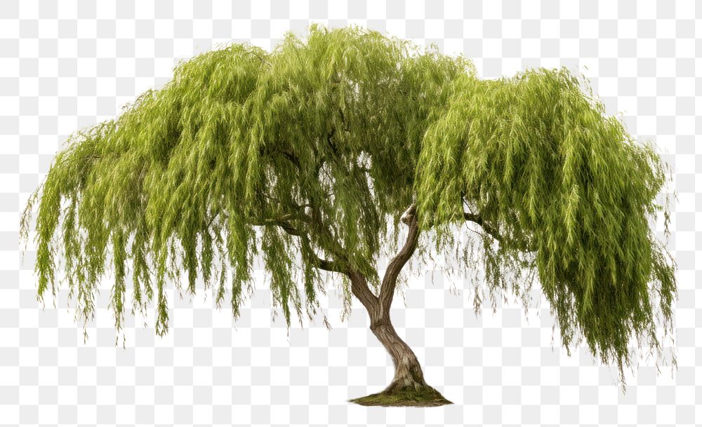 PNG Willow plant tree tranquility | Premium PNG - rawpixel