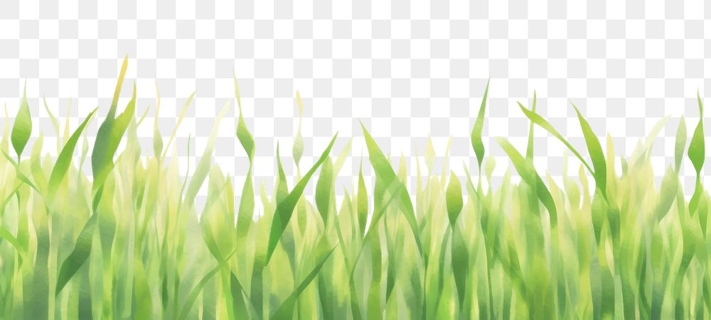 PNG Corn field border outdoors | Free PNG - rawpixel