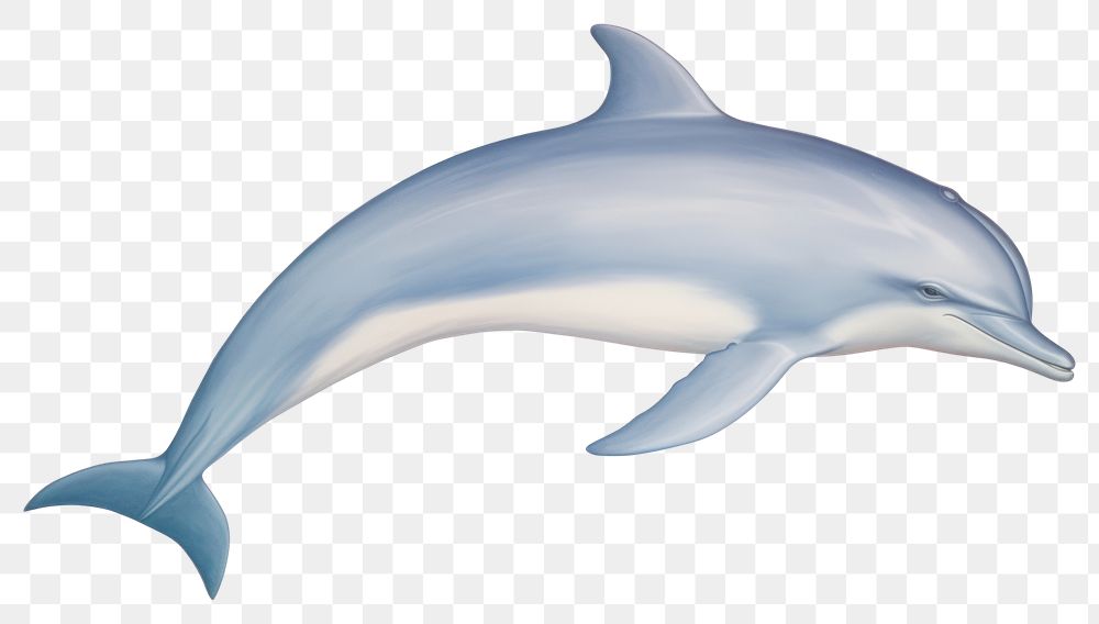 PNG Dolphin animal mammal fish. | Free PNG - rawpixel