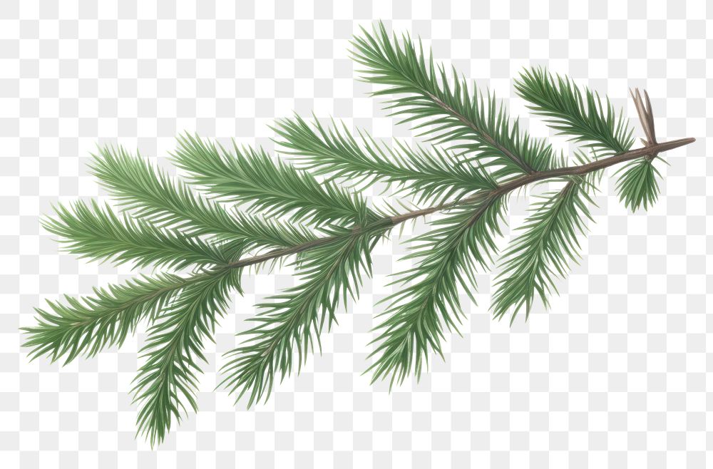 PNG Pine leaves plant tree | Free PNG - rawpixel
