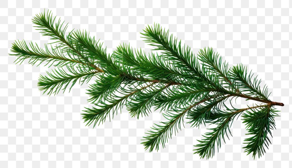 PNG Fir branches spruce plant | Premium PNG - rawpixel