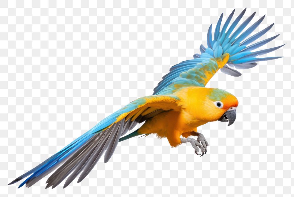 Grace PNG Images | Free Photos, PNG Stickers, Wallpapers & Backgrounds ...