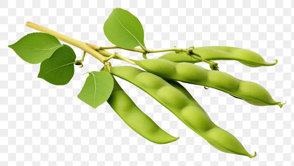 Soya Images | Free Photos, PNG Stickers, Wallpapers & Backgrounds ...