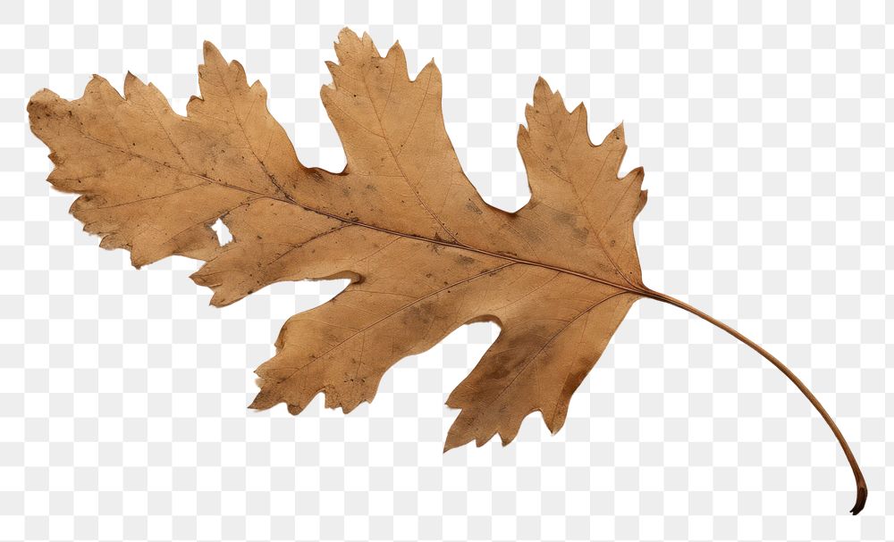 PNG Real pressed single oak | Free PNG - rawpixel