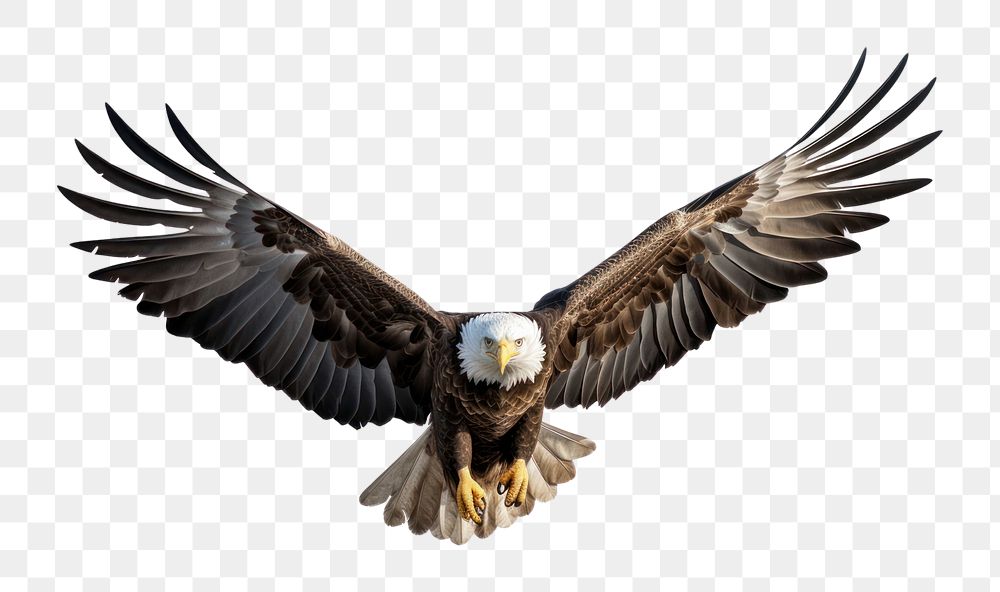 PNG Eagle flying animal bird. | Premium PNG - rawpixel