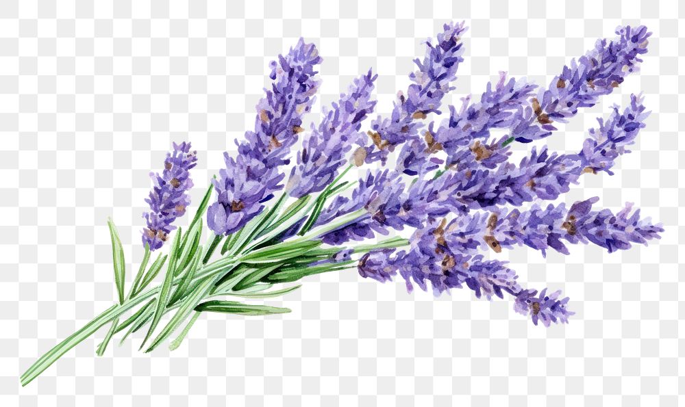 PNG Lavender lavender flower plant | Premium PNG - rawpixel