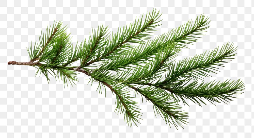PNG Pine branch plant tree | Premium PNG - rawpixel