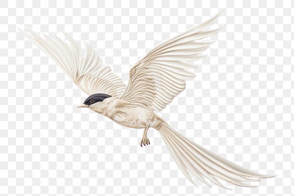 PNG Flying bird drawing animal | Premium PNG - rawpixel