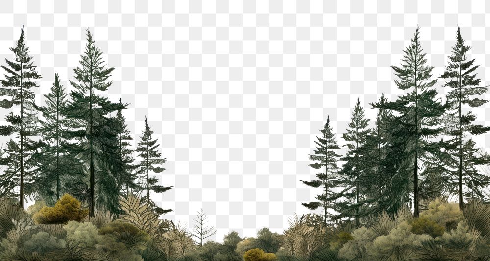 PNG Pine trees outdoors woodland | Free PNG - rawpixel