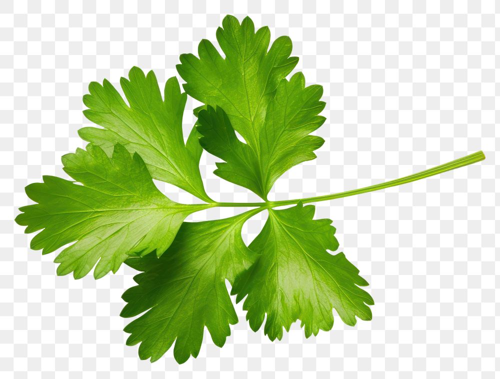 PNG coriander leaf parsley plant | Free PNG - rawpixel