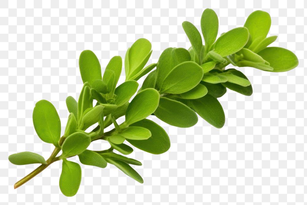 PNG Thyme leaf plant herbs. | Premium PNG - rawpixel