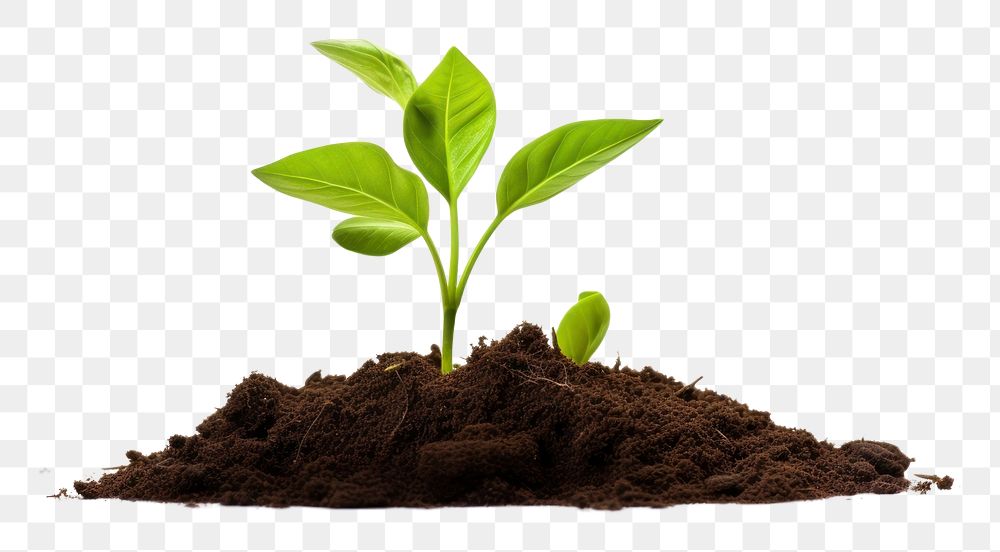 PNG Green plant soil sprout | Free PNG - rawpixel