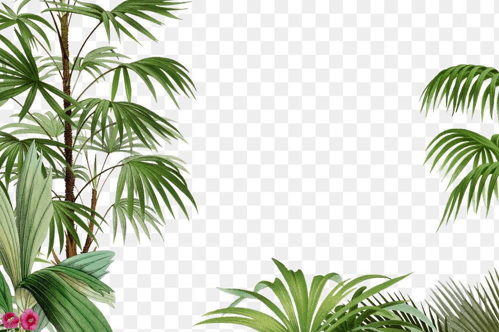 PNG Jungle border, transparent background | Premium PNG - rawpixel