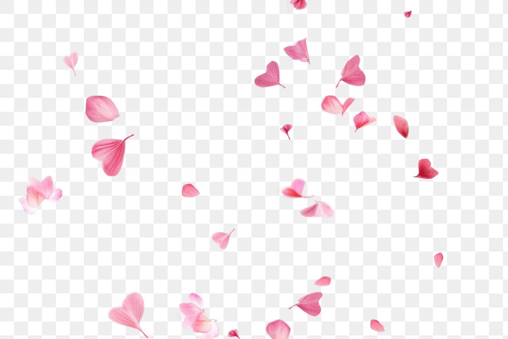 PNG Falling flower pink petals | Premium PNG - rawpixel